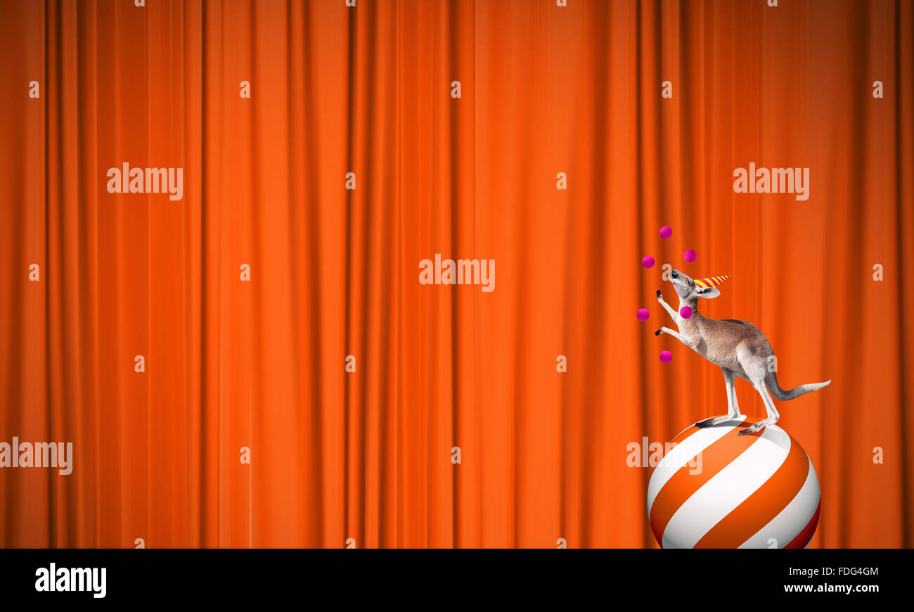 Circus kangaroo standing on ball and juggling with balls Stock Photo ...