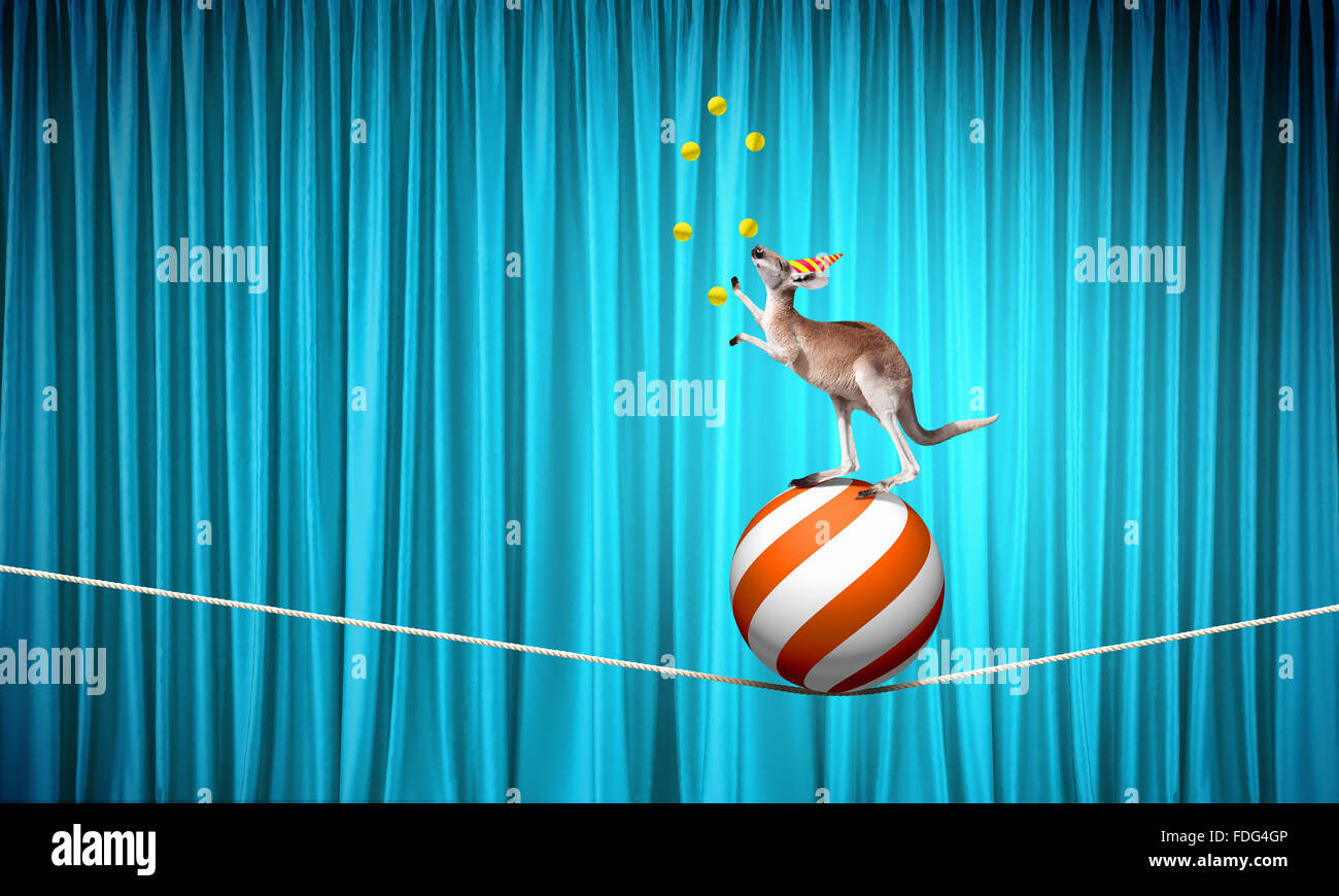 Circus kangaroo standing on ball and juggling with balls Stock Photo ...
