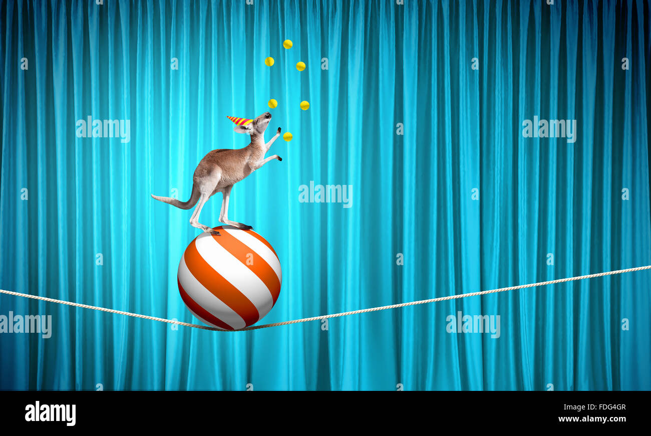 Circus kangaroo standing on ball and juggling with balls Stock Photo ...