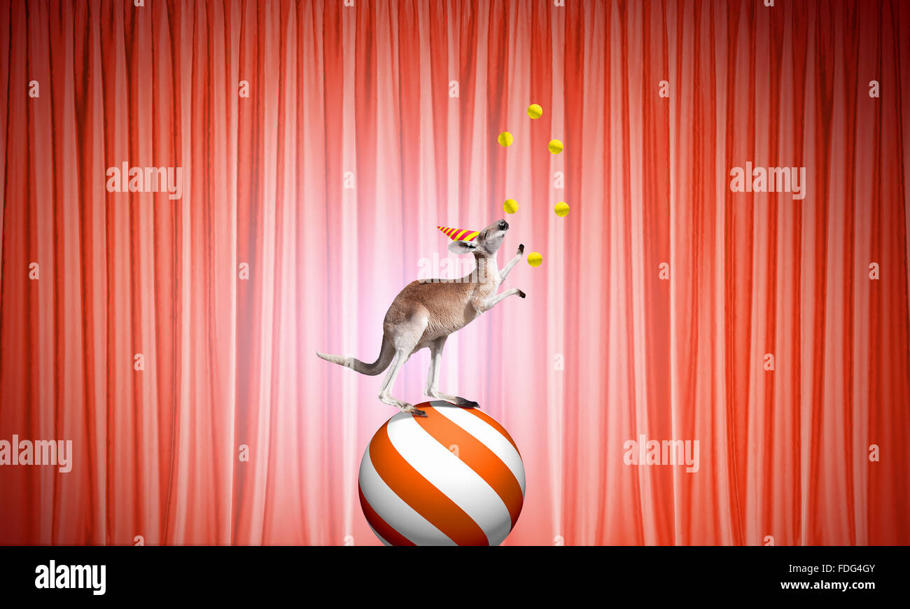 Circus kangaroo standing on ball and juggling with balls Stock Photo ...