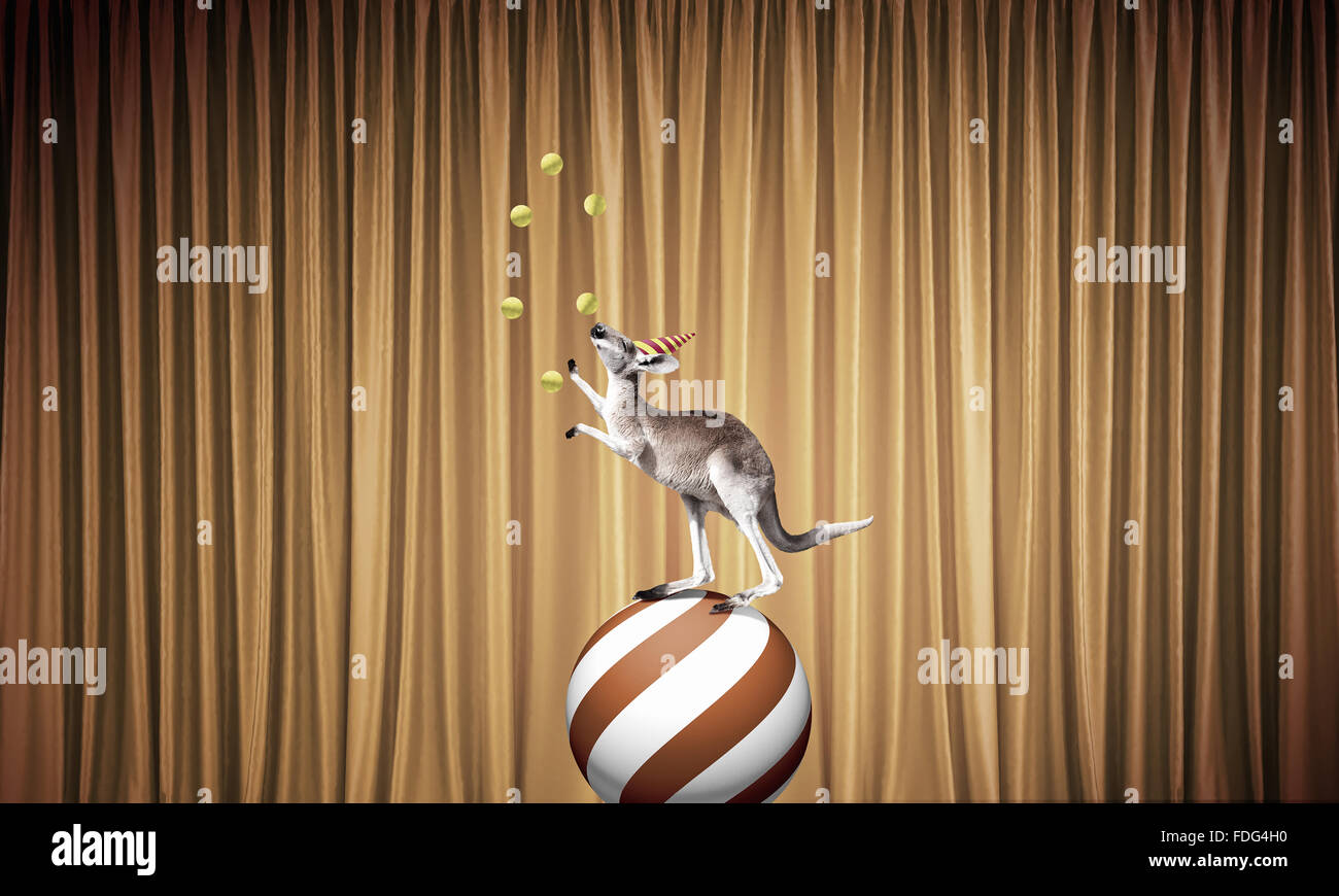 Circus kangaroo standing on ball and juggling with balls Stock Photo ...