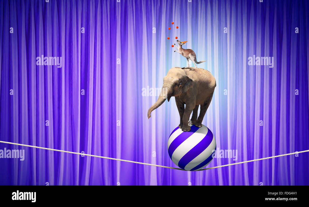 Circus animals standing in stack and balancing on rope Stock Photo - Alamy