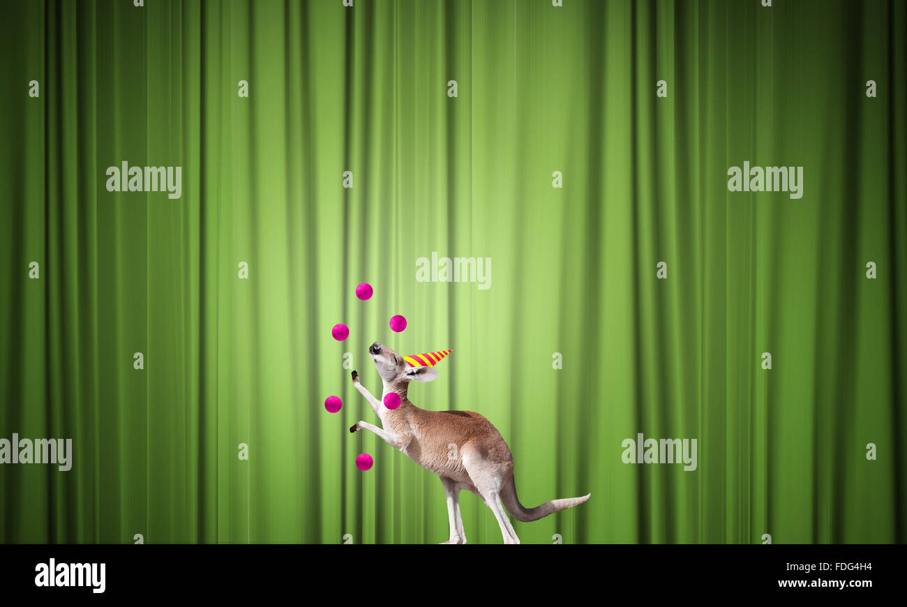 Circus kangaroo standing on ball and juggling with balls Stock Photo ...