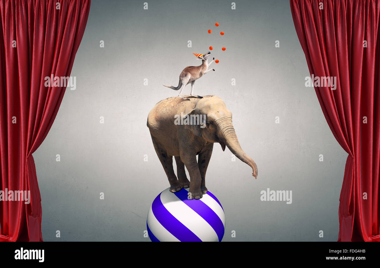 Circus animals standing in stack and balancing on rope Stock Photo - Alamy
