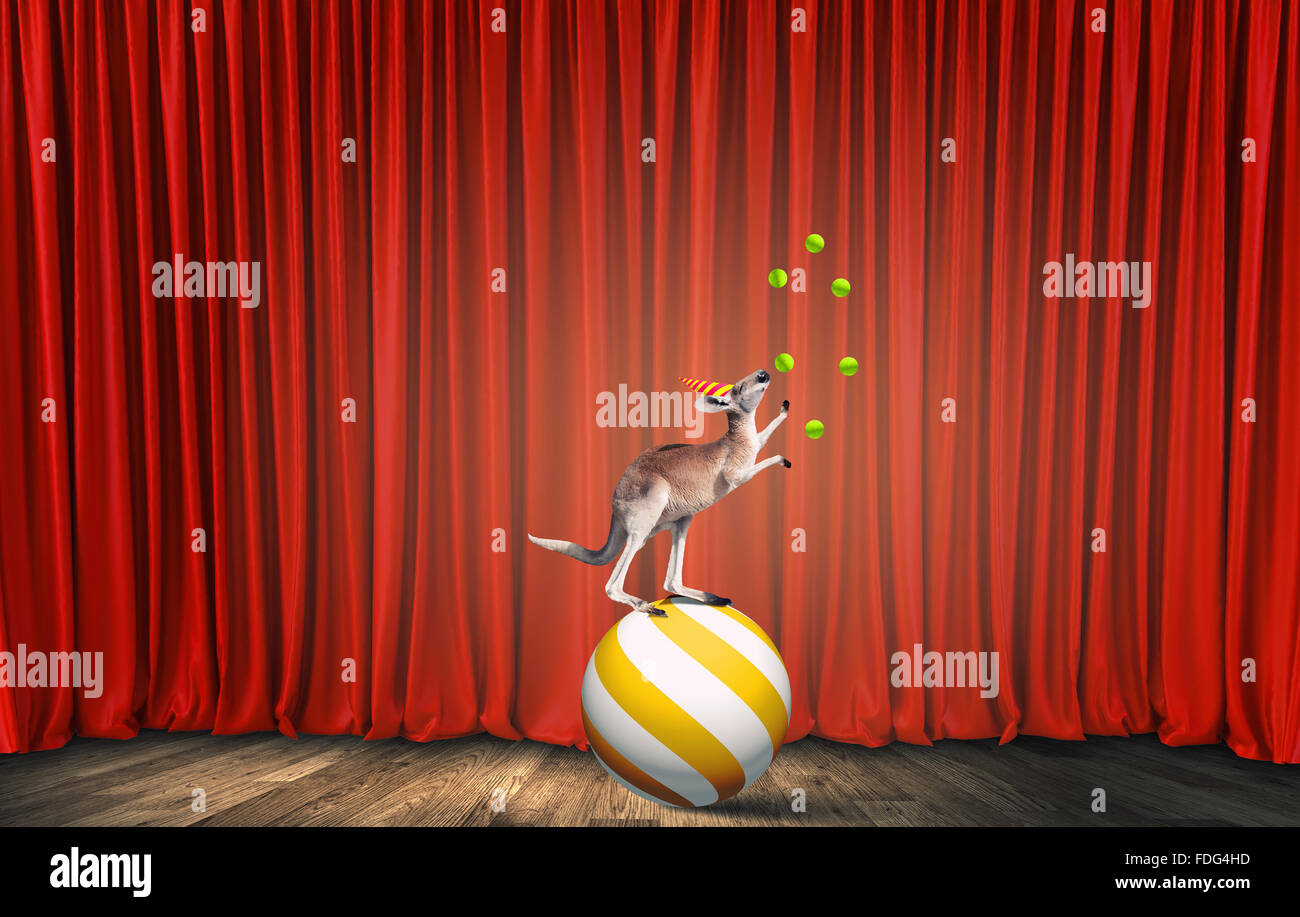 Circus kangaroo standing on ball and juggling with balls Stock Photo ...