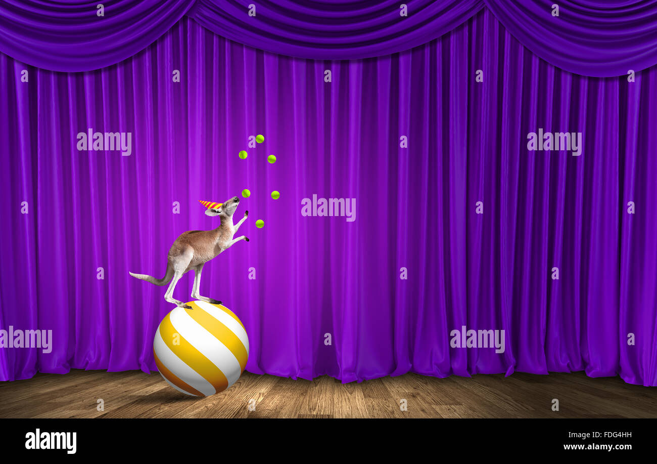 Circus kangaroo standing on ball and juggling with balls Stock Photo ...