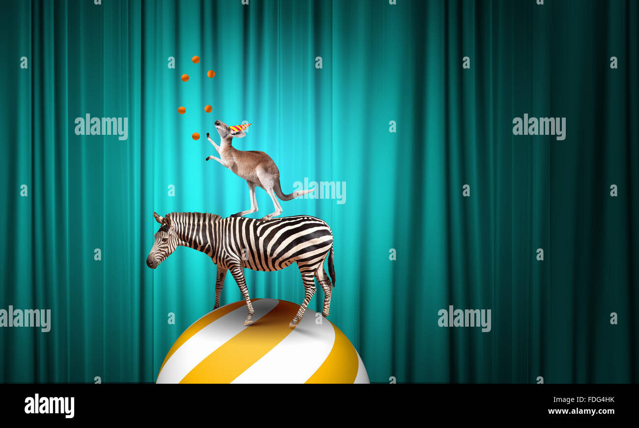 Circus animals standing in stack and balancing on rope Stock Photo - Alamy