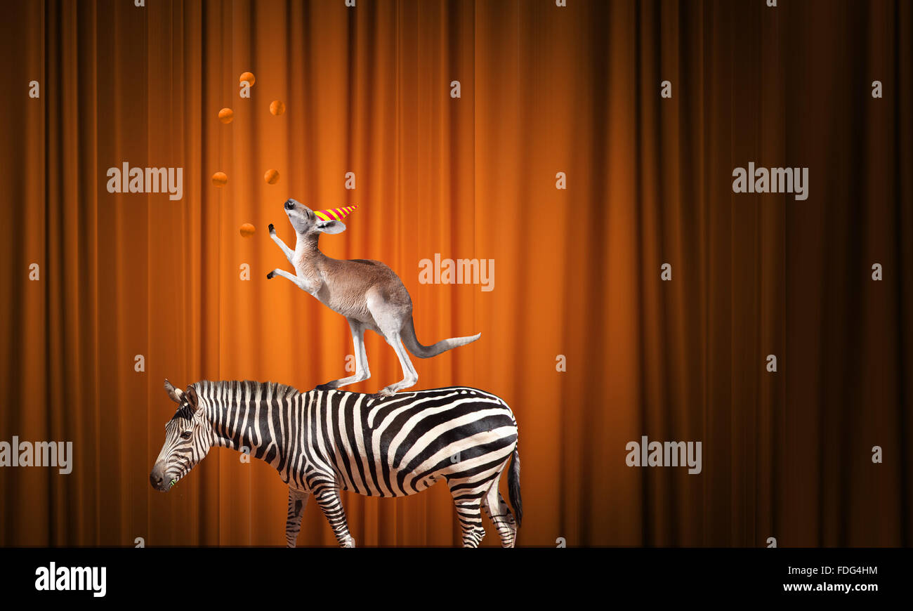 Circus animals standing in stack and balancing on rope Stock Photo - Alamy