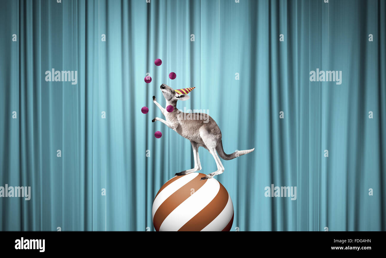 Circus kangaroo standing on ball and juggling with balls Stock Photo ...