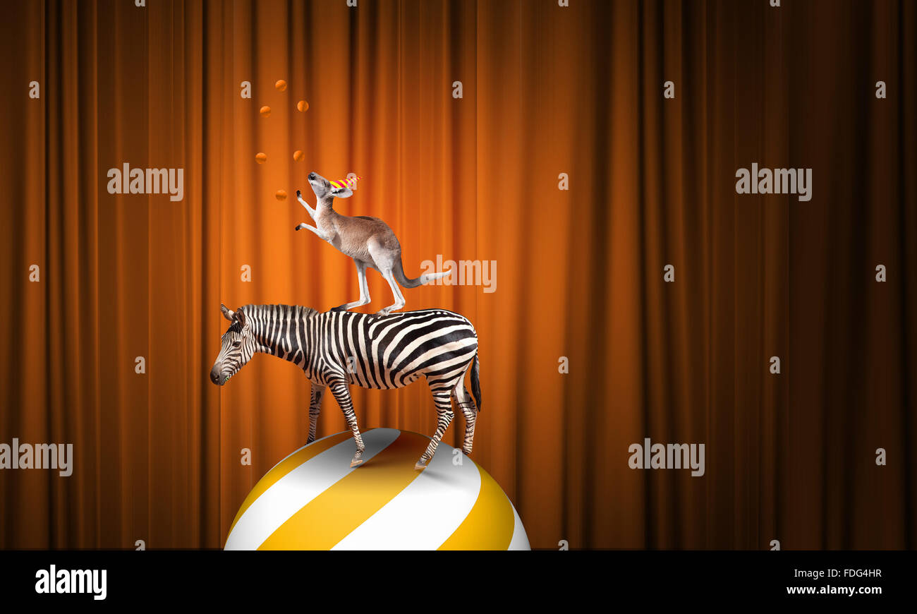 Circus animals standing in stack and balancing on rope Stock Photo - Alamy