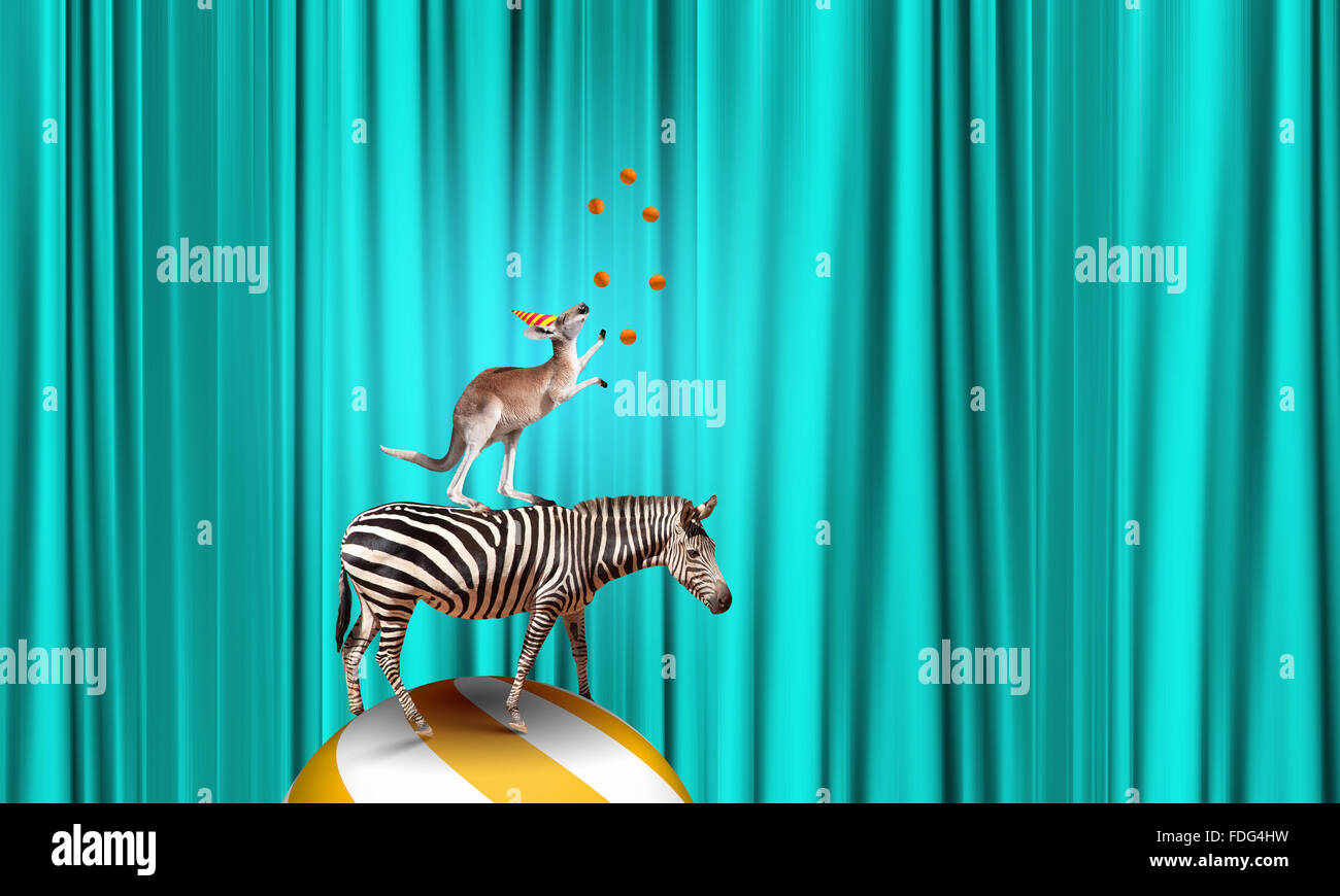 Circus animals standing in stack and balancing on rope Stock Photo - Alamy