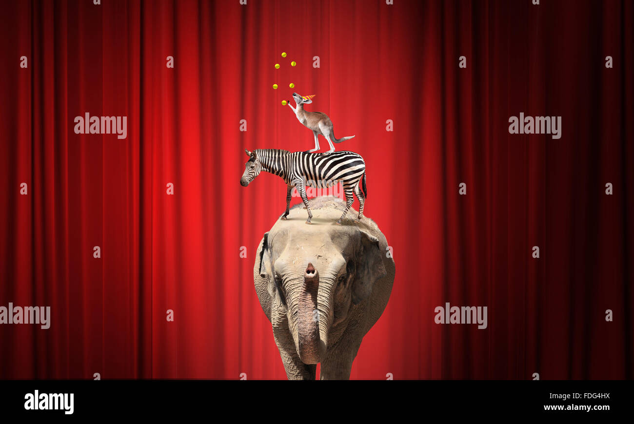 Circus animals standing in stack and balancing on ball Stock Photo - Alamy