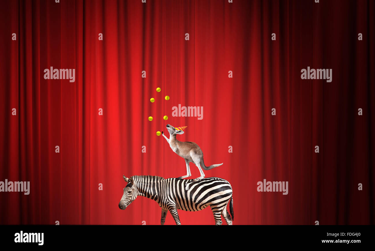 Circus animals standing in stack and balancing on rope Stock Photo - Alamy