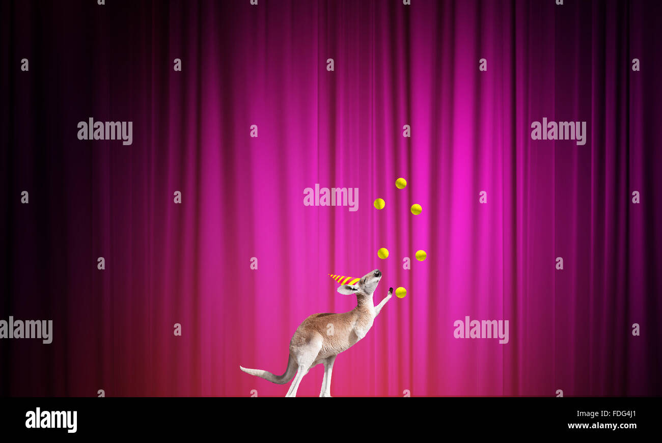 Circus kangaroo standing on ball and juggling with balls Stock Photo ...