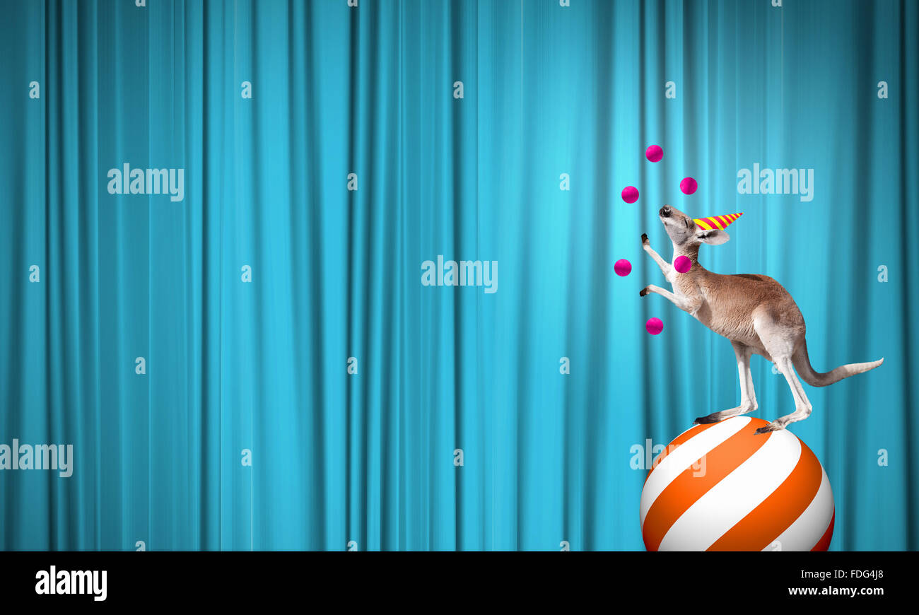 Circus kangaroo standing on ball hi-res stock photography and images ...