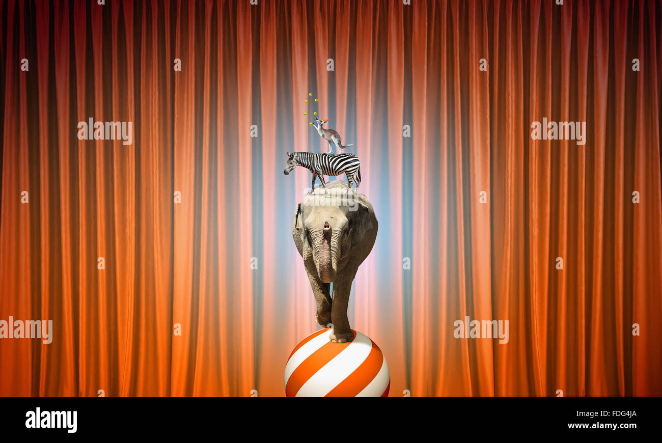 Circus kangaroo standing on ball hi-res stock photography and images ...