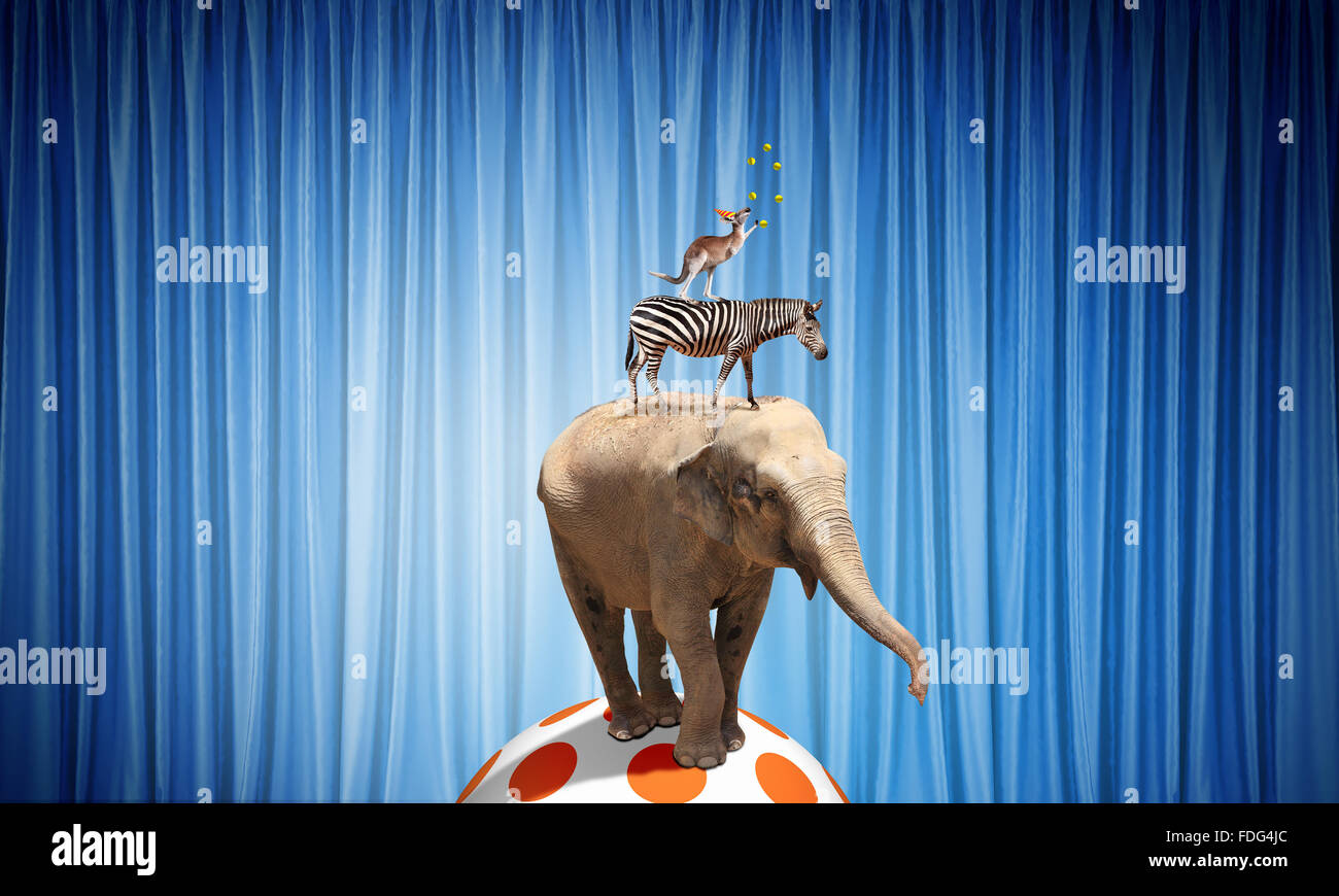 Circus animals standing in stack and balancing on rope Stock Photo - Alamy