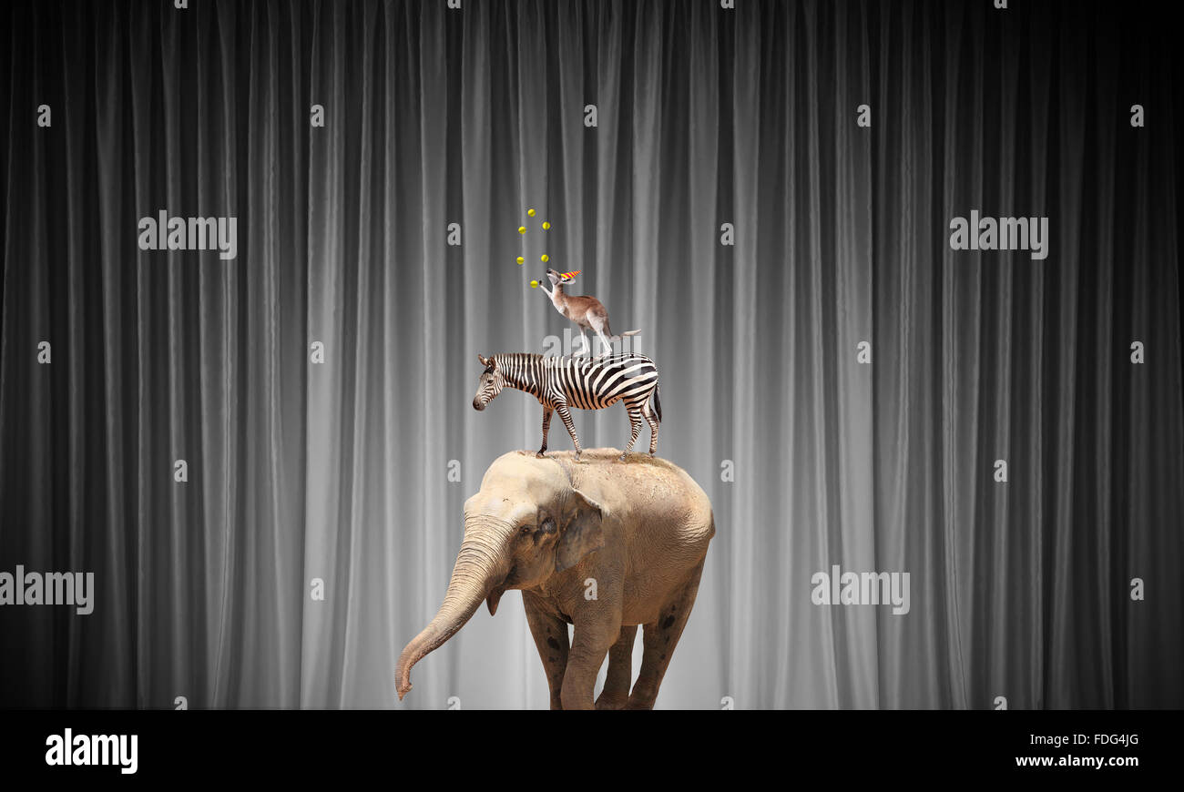 Circus animals standing in stack and balancing on rope Stock Photo - Alamy