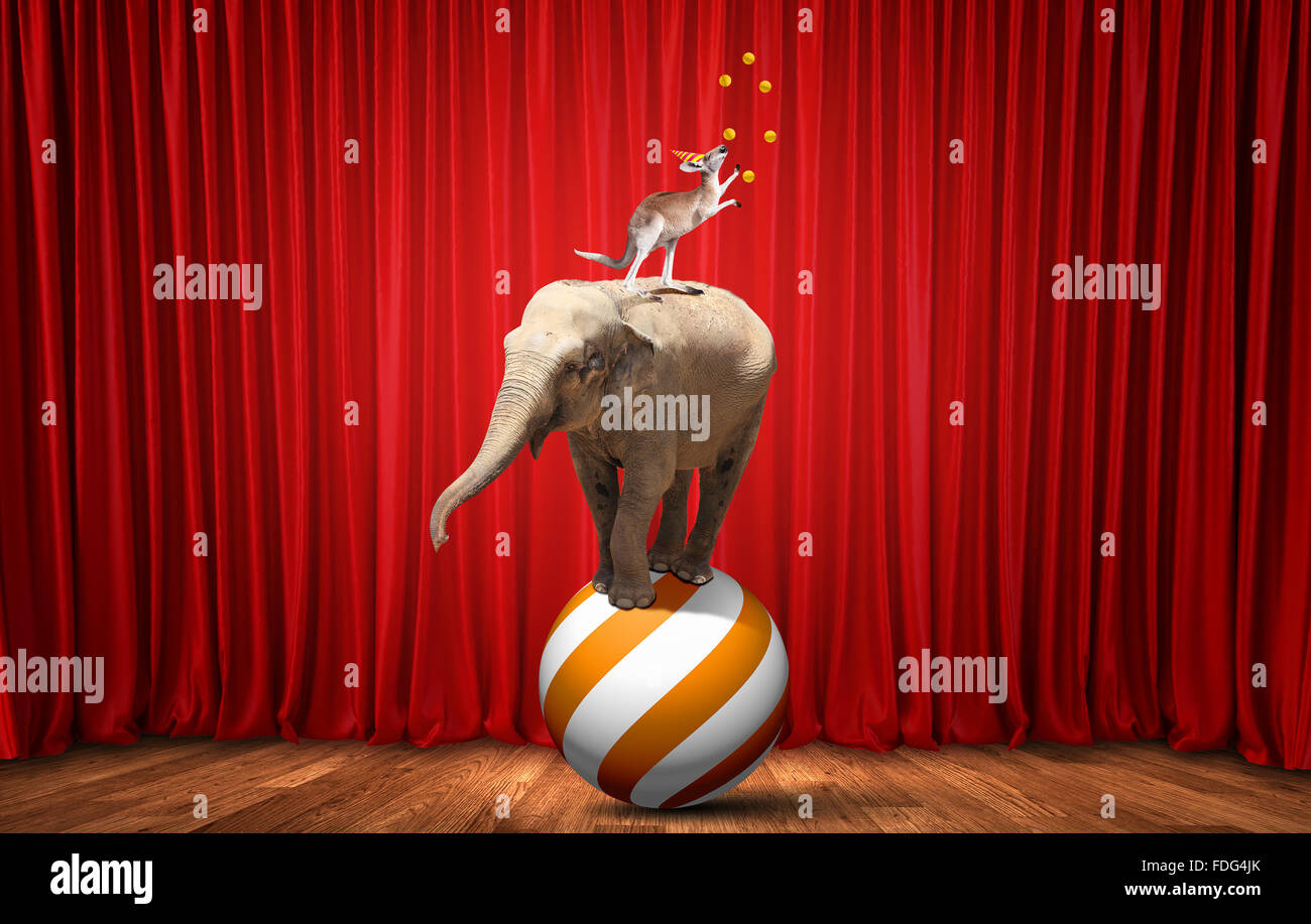 Circus animals standing in stack and balancing on rope Stock Photo - Alamy