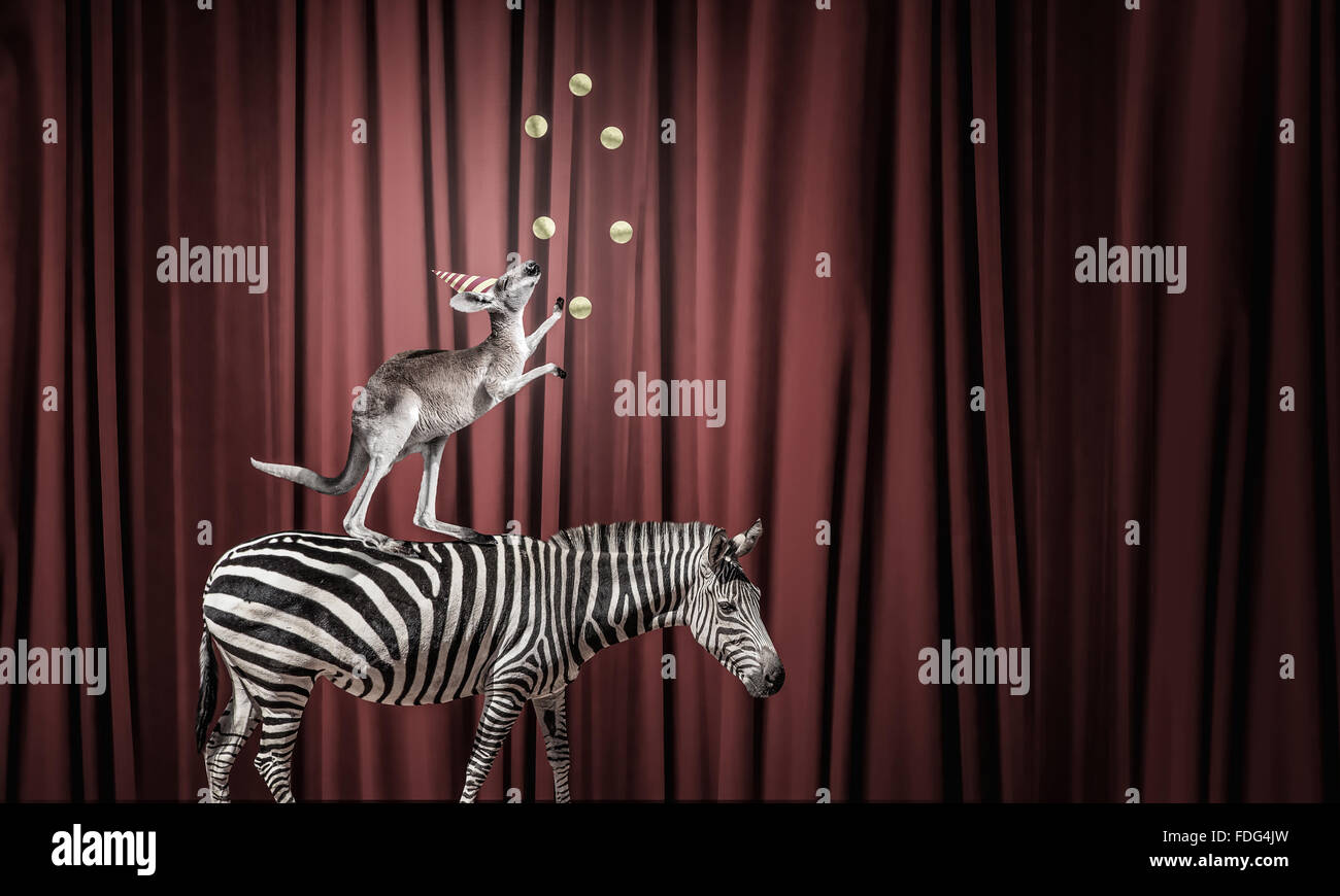 Circus animals standing in stack and balancing on rope Stock Photo - Alamy