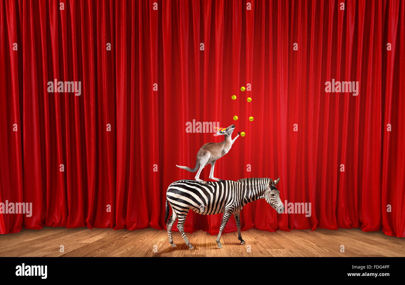 Circus animals standing in stack and balancing on rope Stock Photo - Alamy