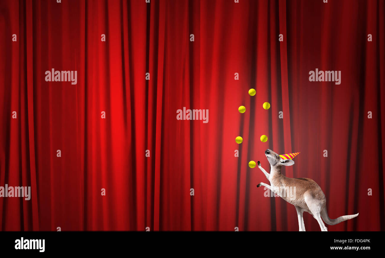 Circus kangaroo standing on ball and juggling with balls Stock Photo ...
