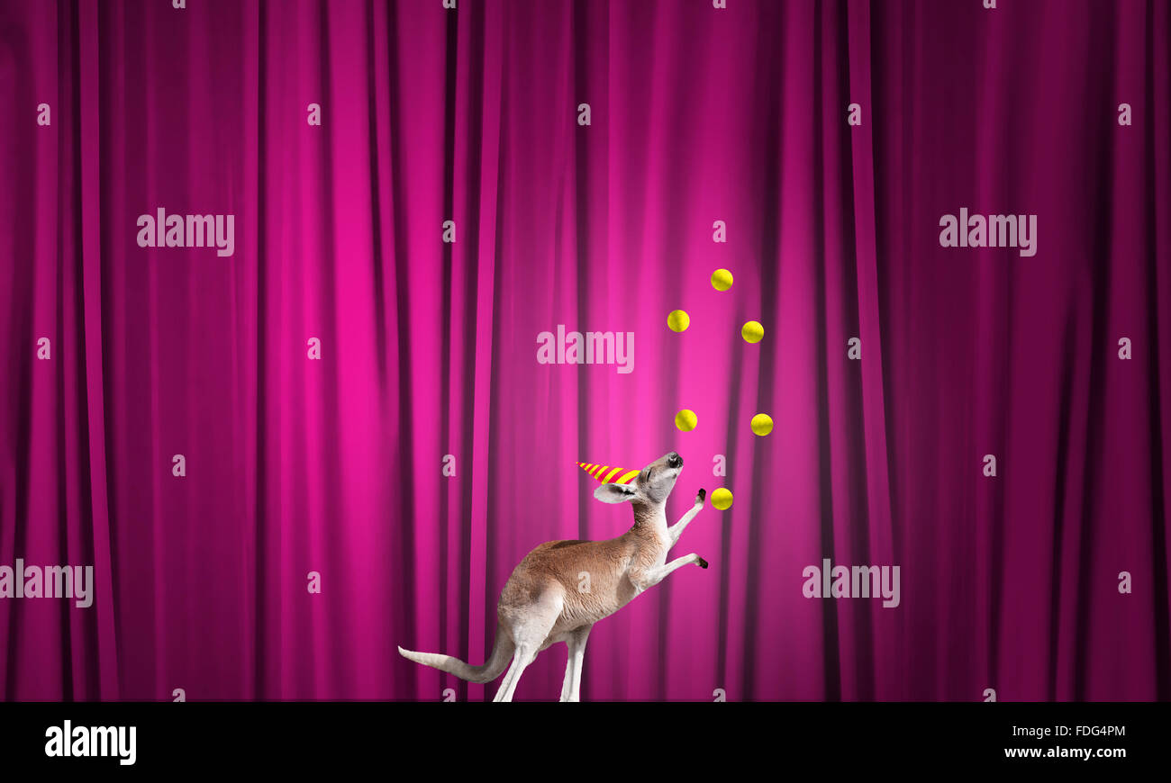 Circus kangaroo standing on ball and juggling with balls Stock Photo ...