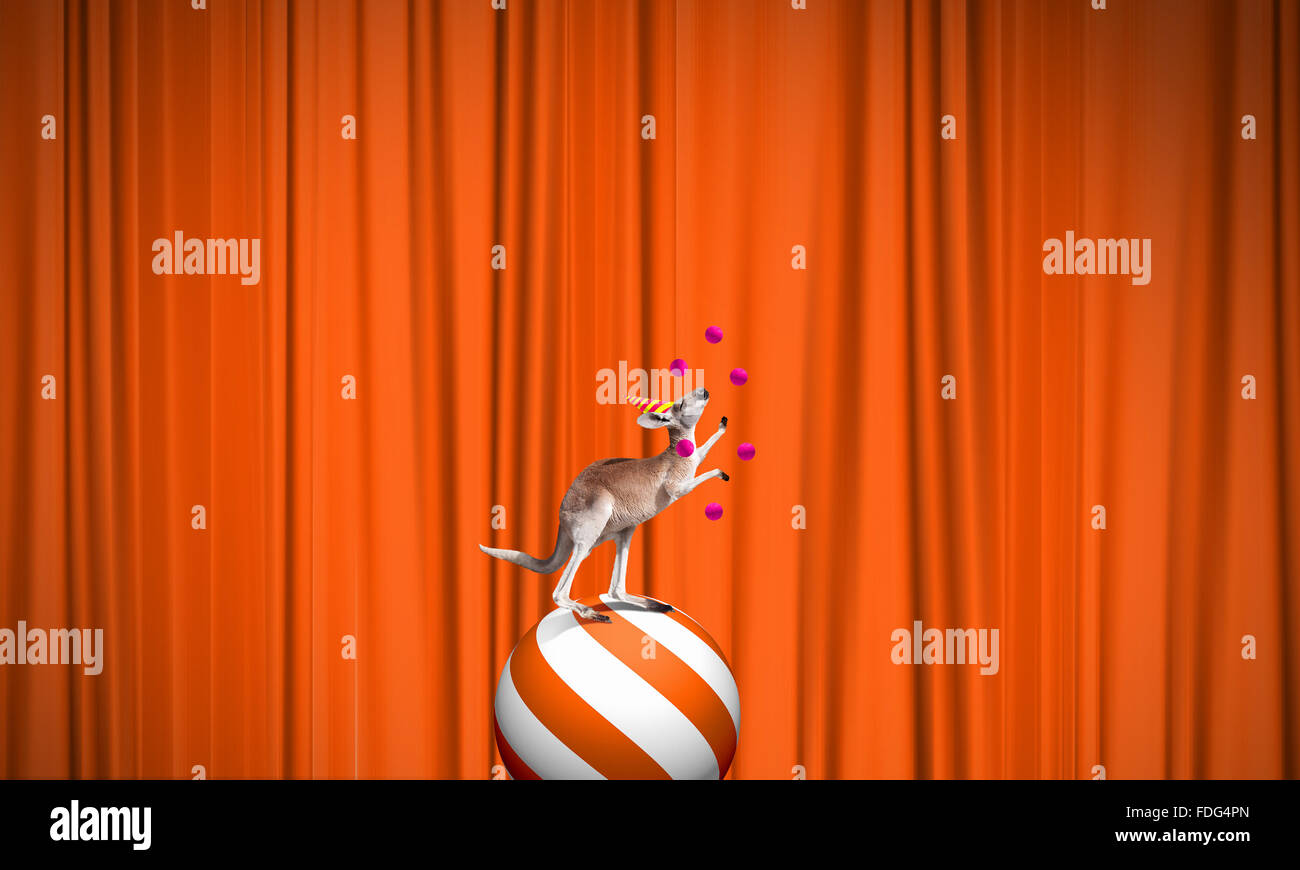 Circus kangaroo standing on ball and juggling with balls Stock Photo ...