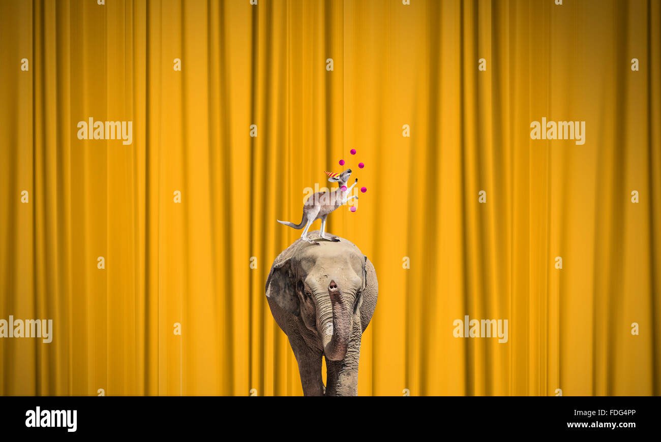 Circus animals standing in stack and balancing on rope Stock Photo - Alamy