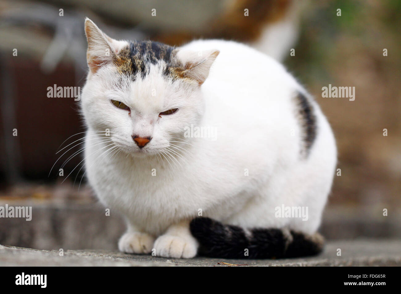 A cat in close-up shot Stock Photo - Alamy