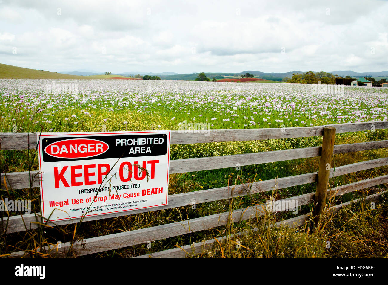 Poppy tasmania hi-res stock photography and images - Alamy