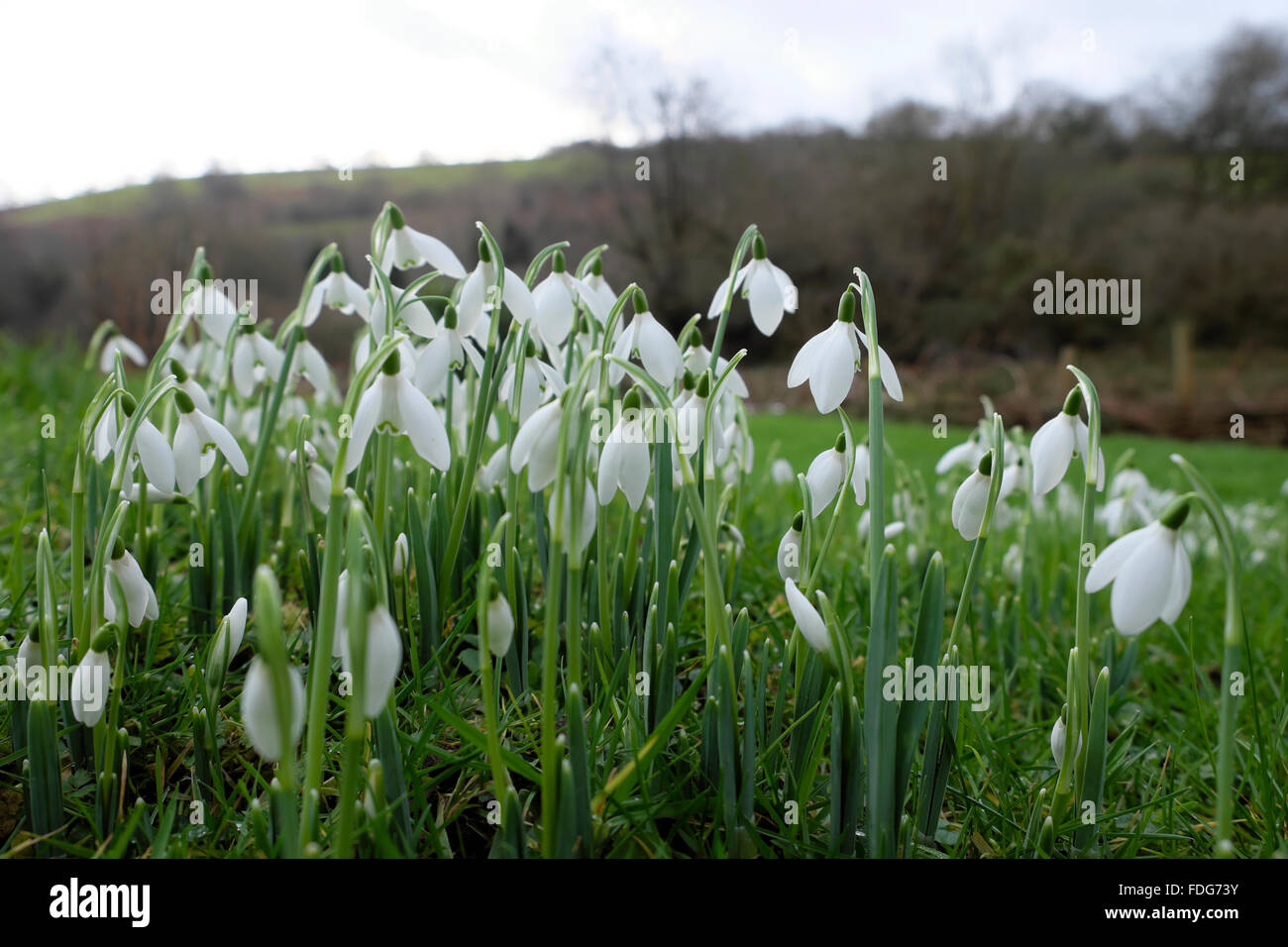 January flowers hi-res stock photography and images - Alamy
