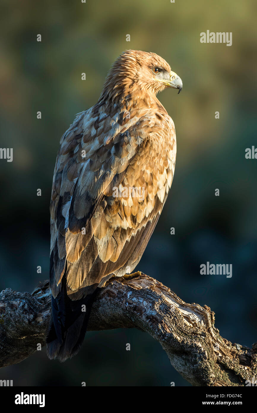 Spanish imperial eagle Stock Photo - Alamy