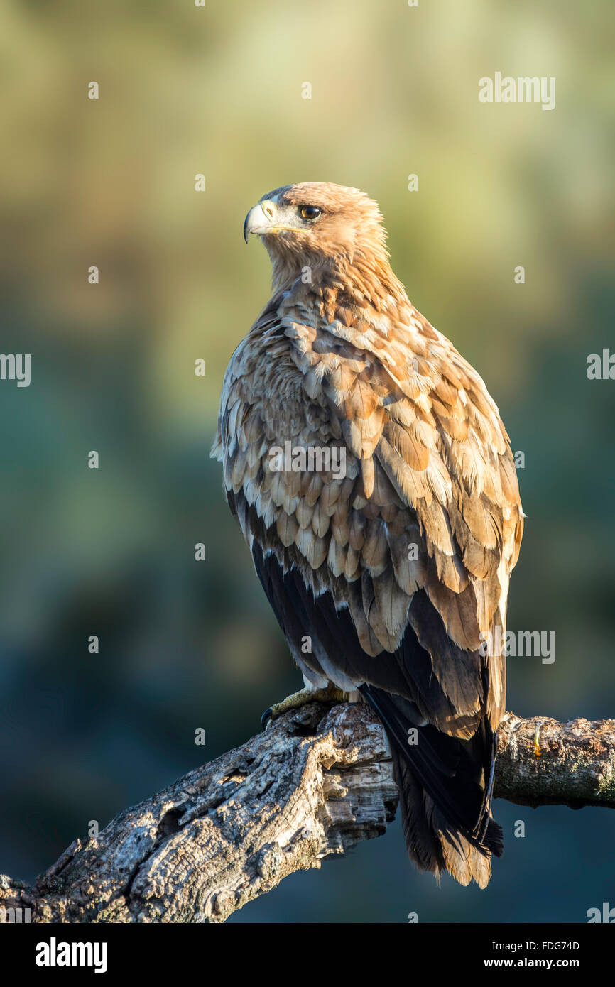 Spanish imperial eagle Stock Photo - Alamy