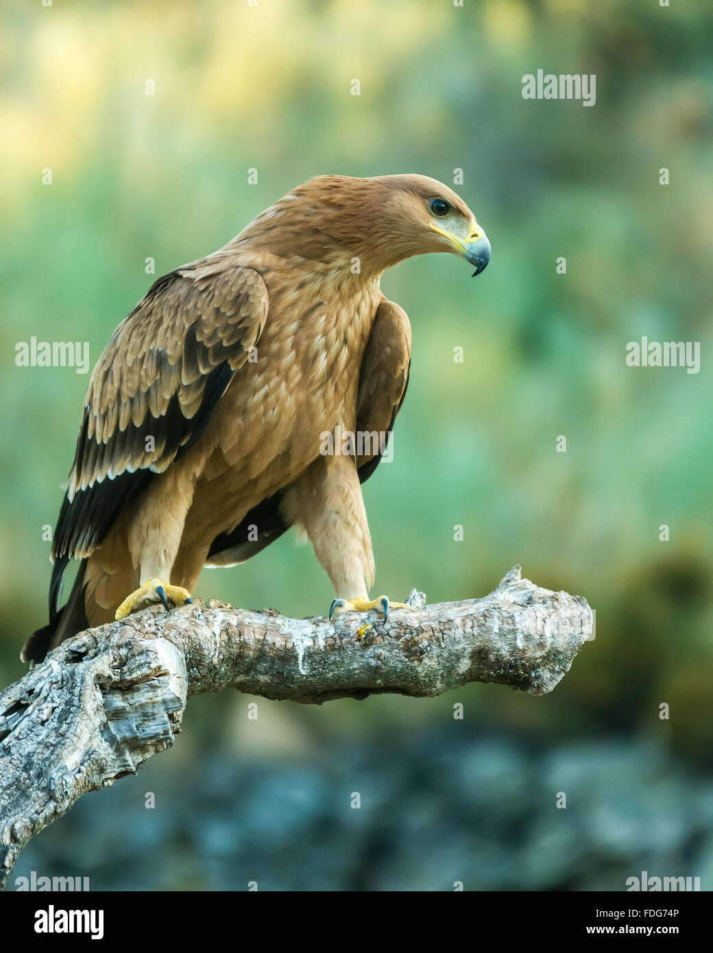 Spanish imperial eagle Stock Photo - Alamy