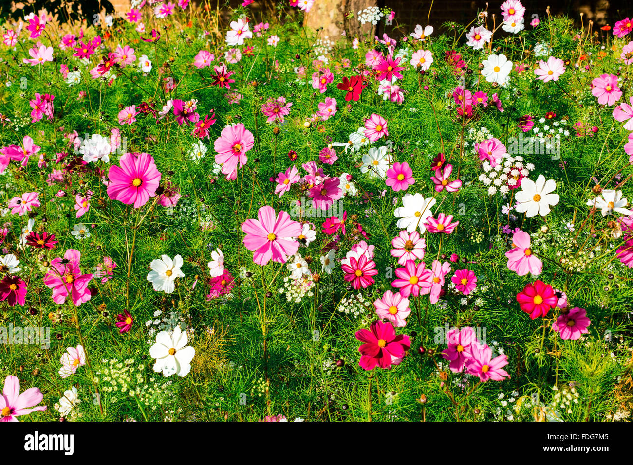 Pink and white meadow flowers Stock Photo - Alamy