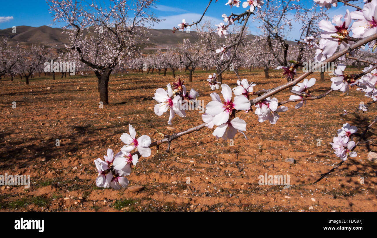A field of blossoming almond trees in La Rioja, Spain Stock Photo - Alamy