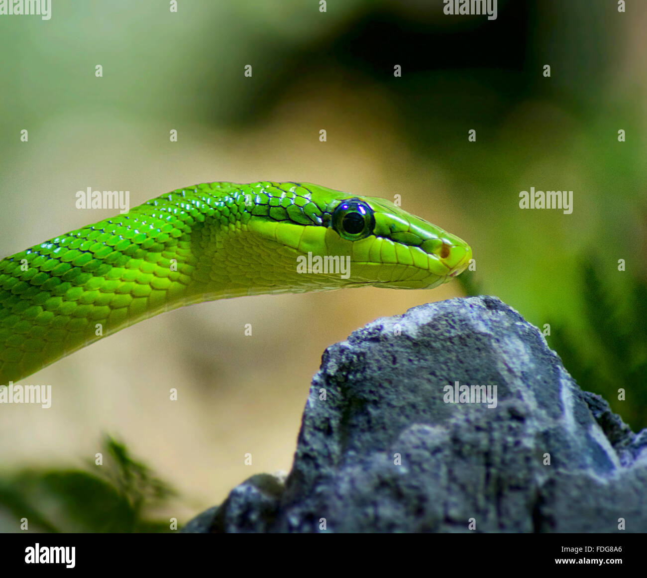 Close up of snake Stock Photo - Alamy