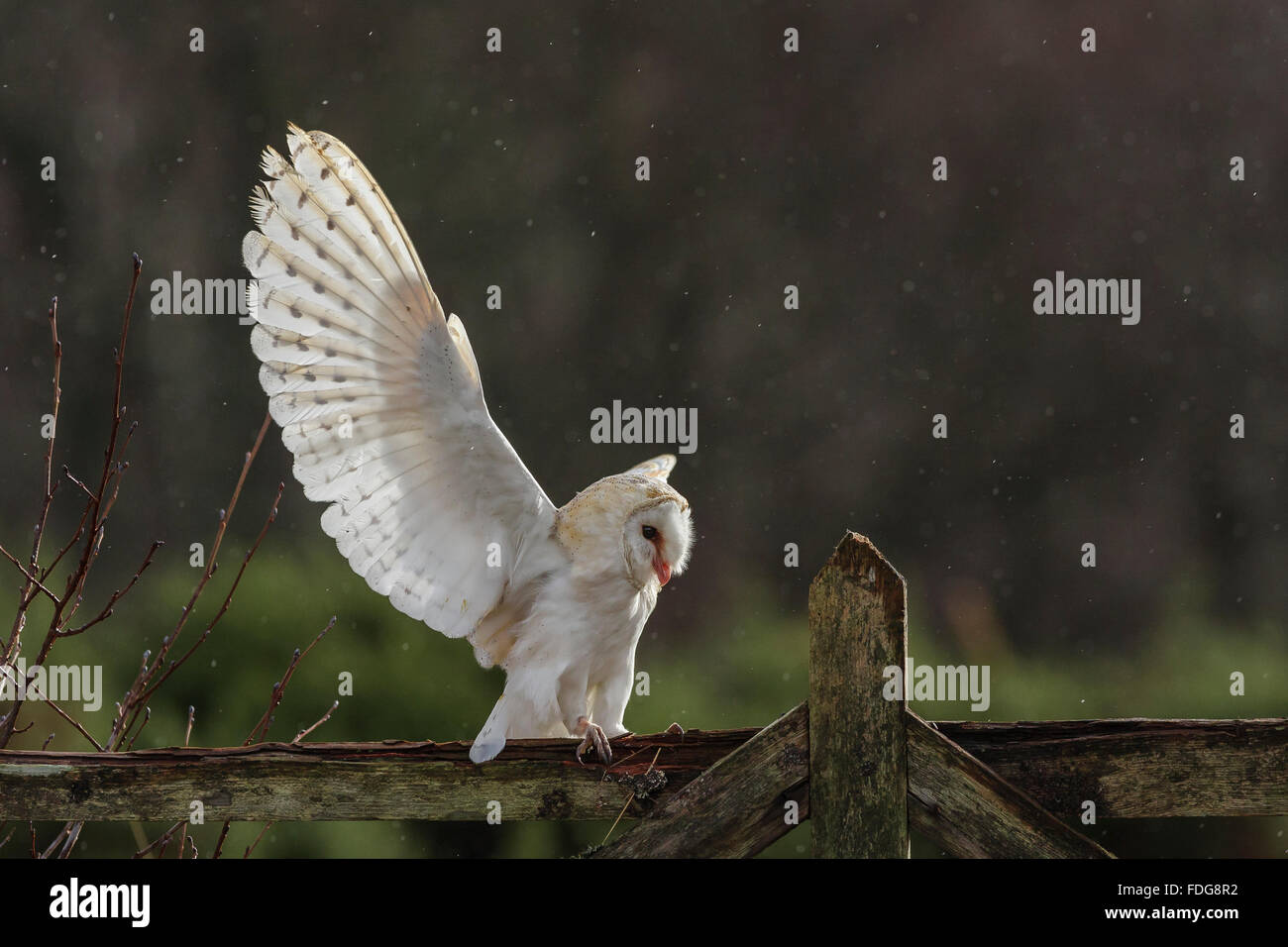 A barn owl (Tyto alba) perches with open wings on a farm fence. With a ...