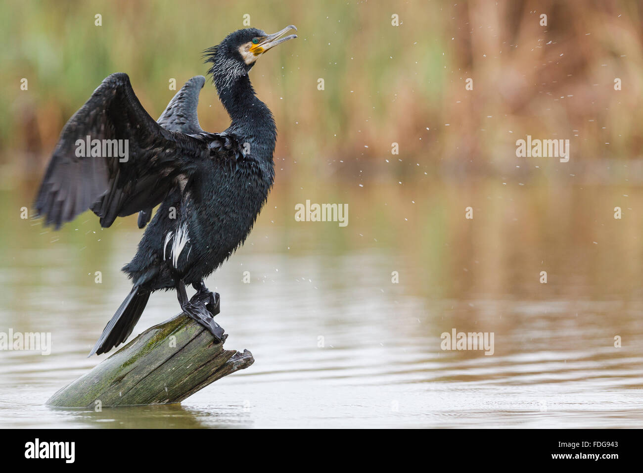Cormorant with wings spread hi-res stock photography and images - Alamy