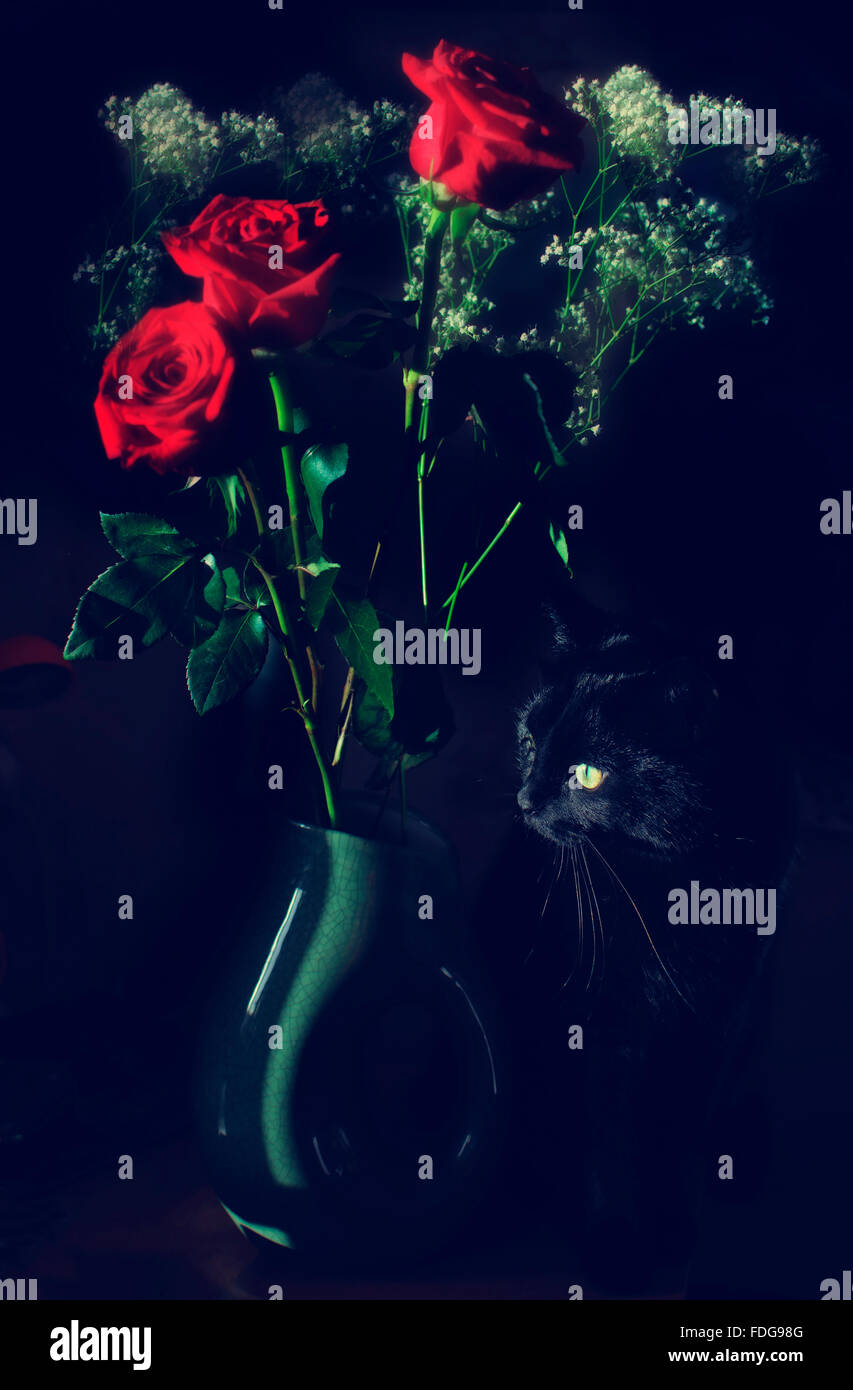 Black cat and the red roses Stock Photo - Alamy