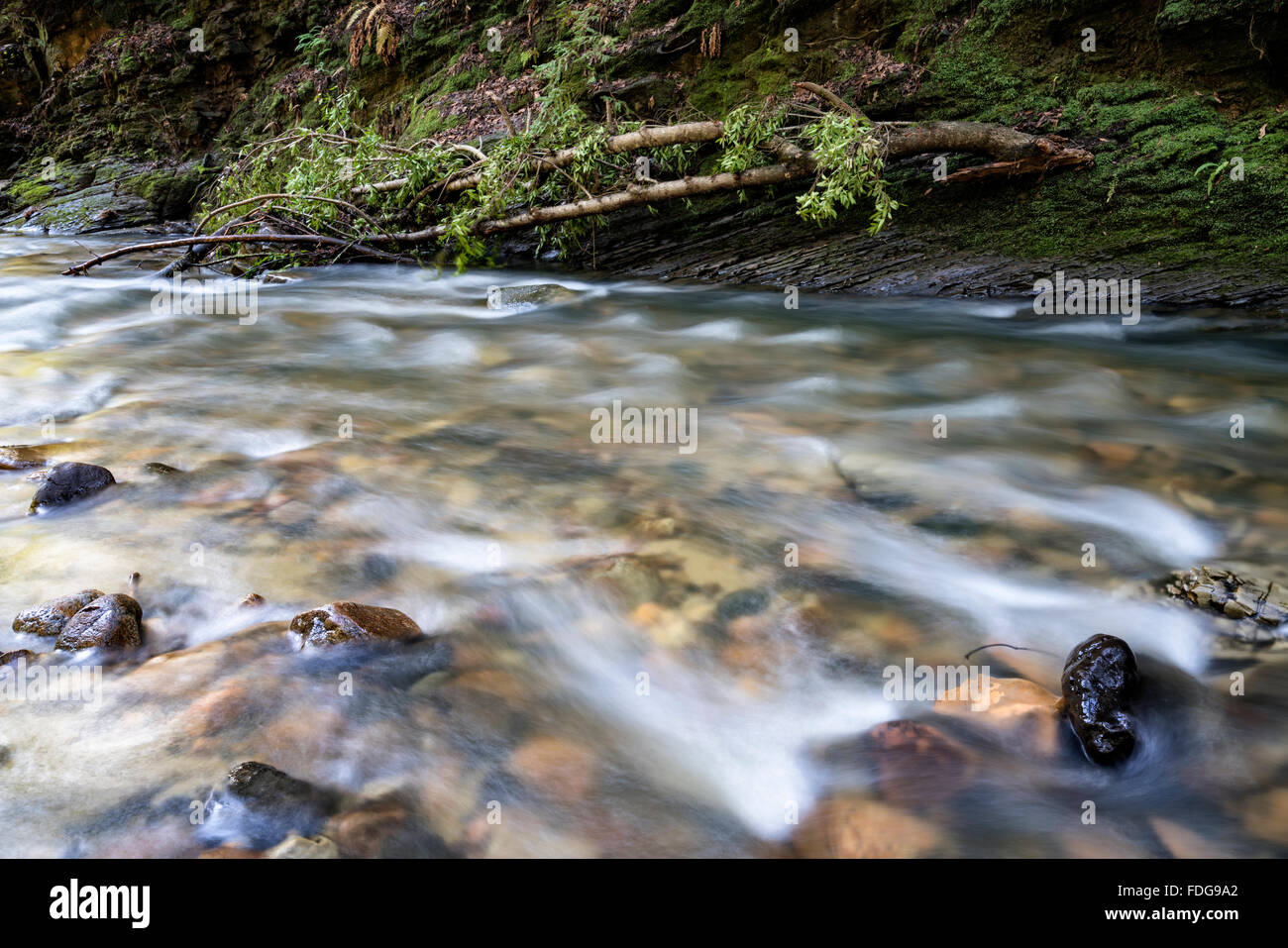 Flowing forest stream Stock Photo - Alamy