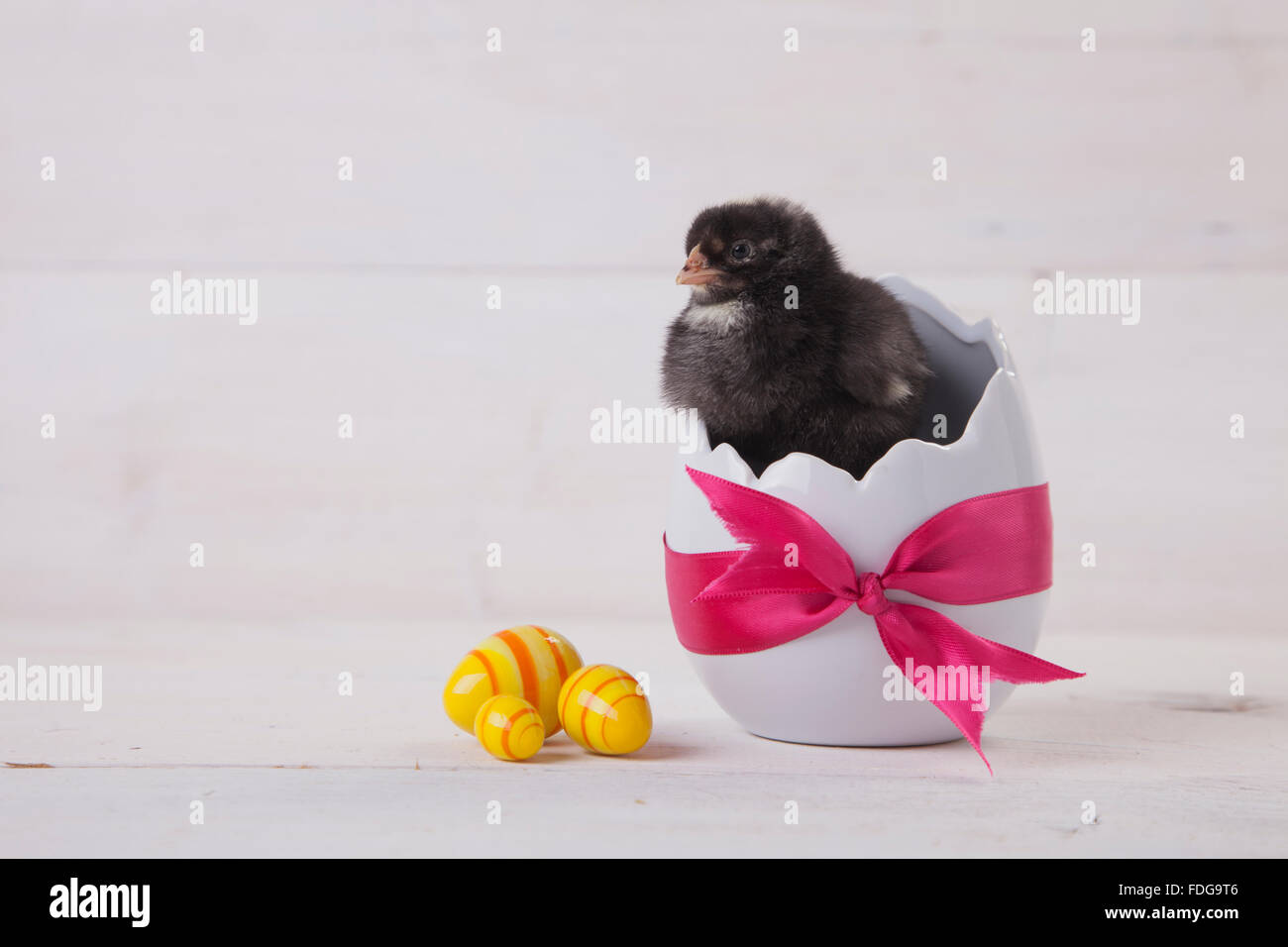 Easter chicken, eggs and decoration in vintage sytle white wooden ...