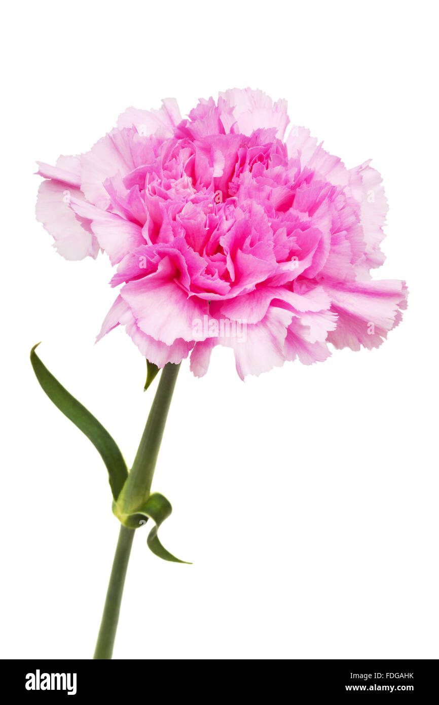 Beautiful pink flower on a white background Stock Photo - Alamy