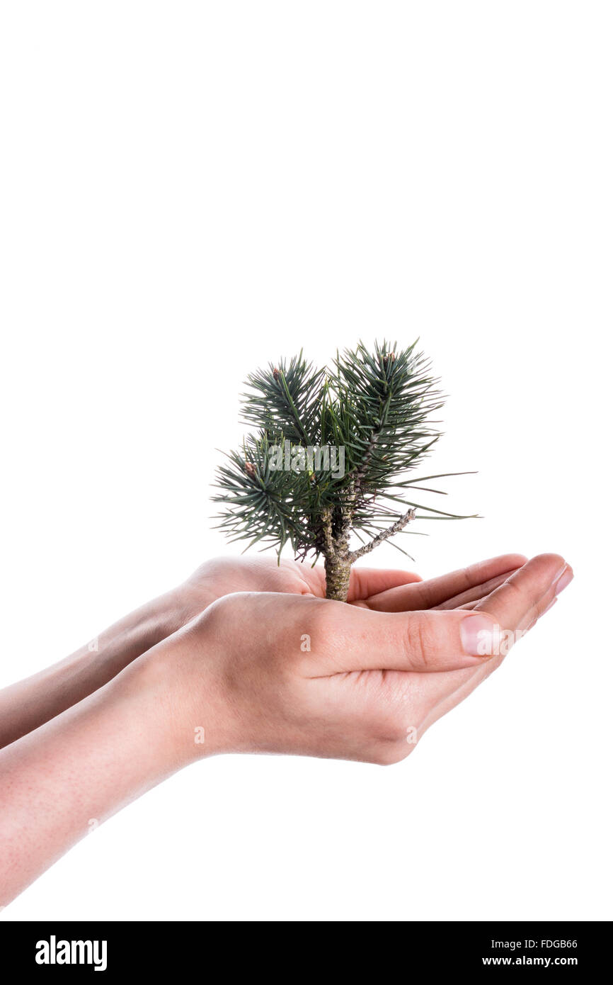 hand holding a tree seedling on globe in hand on white background Stock ...