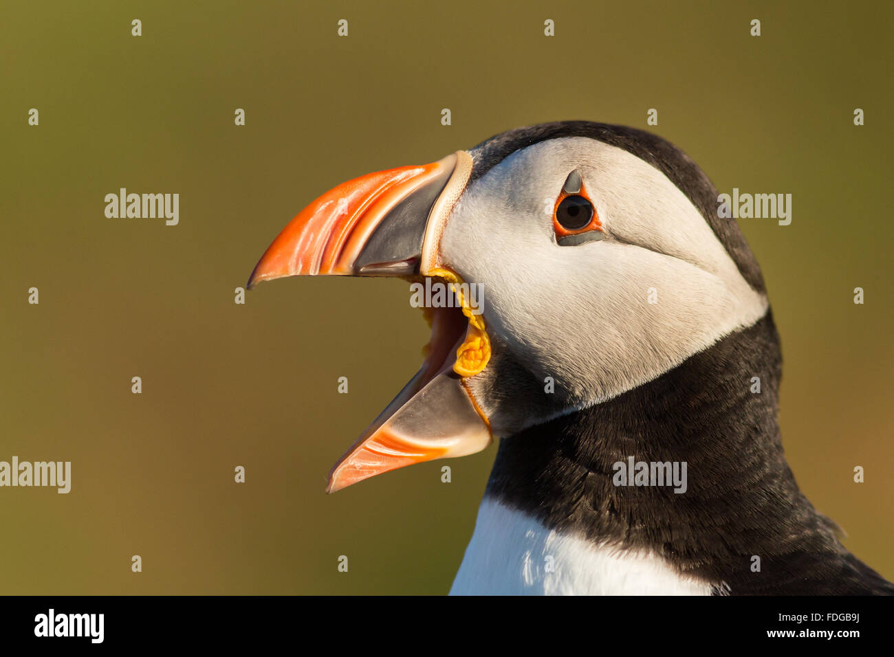 Puffin head shot hi-res stock photography and images - Alamy