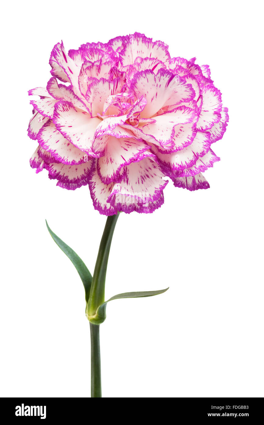 Beautiful pink flower on a white background Stock Photo - Alamy