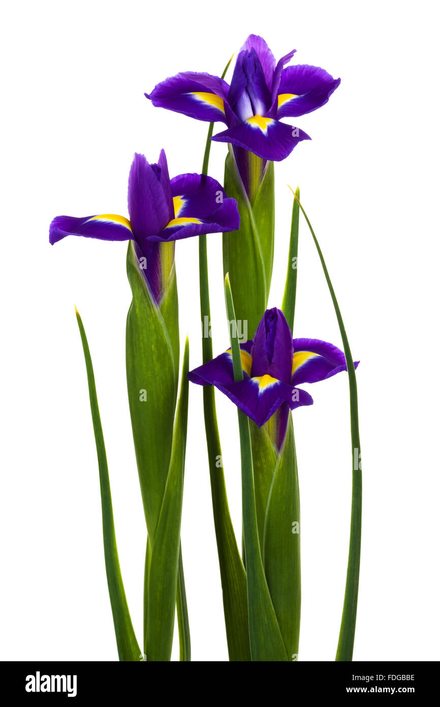 Beautiful blue flowers on a white background Stock Photo - Alamy