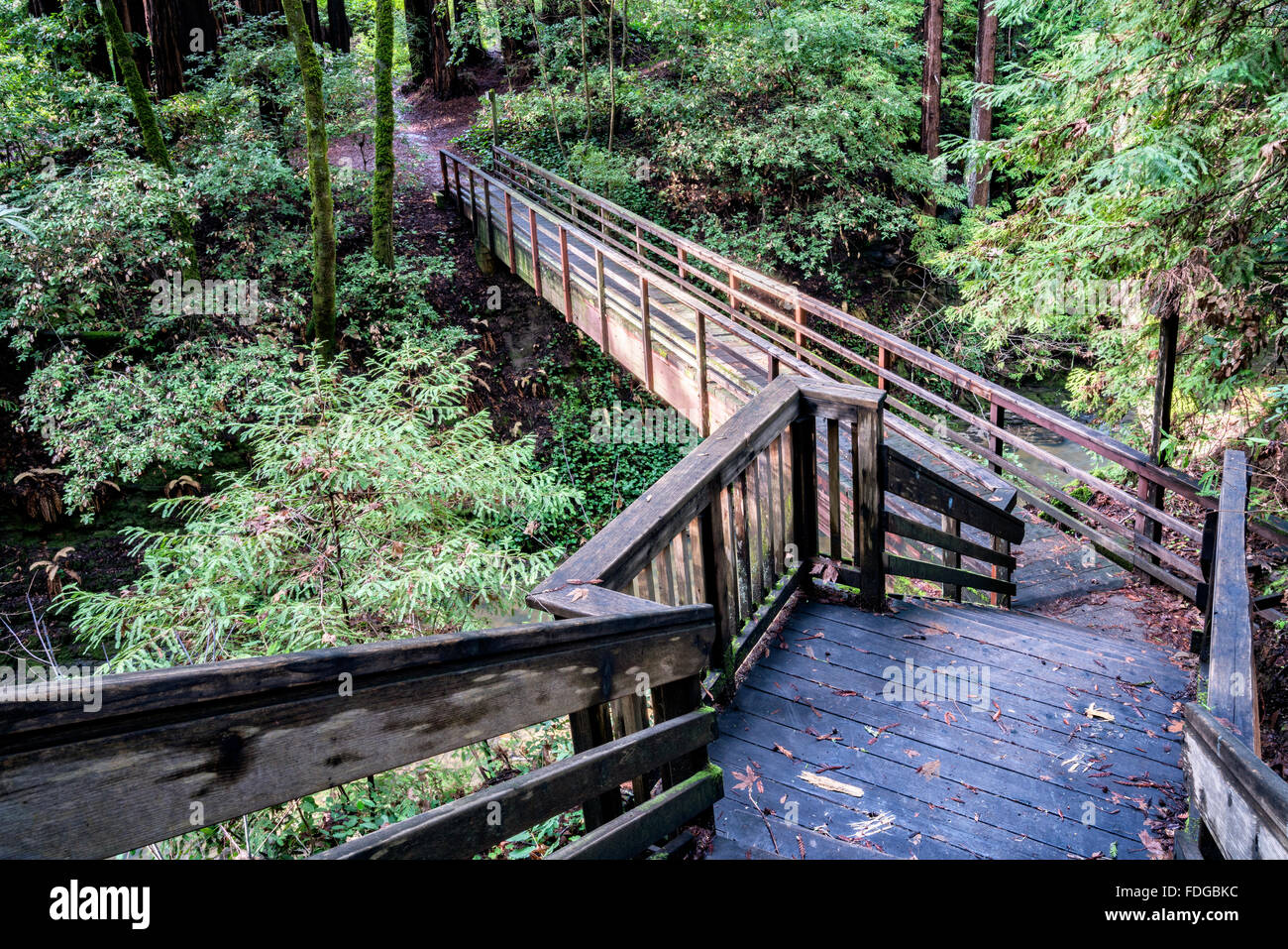 Wooden forest hi-res stock photography and images - Alamy