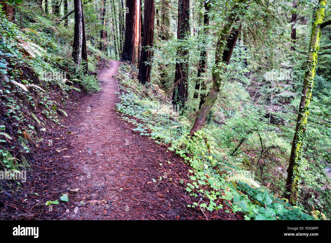 Foot path walk hi-res stock photography and images - Alamy